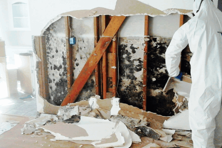 Expert Mold Removal Services | The Mold Guys